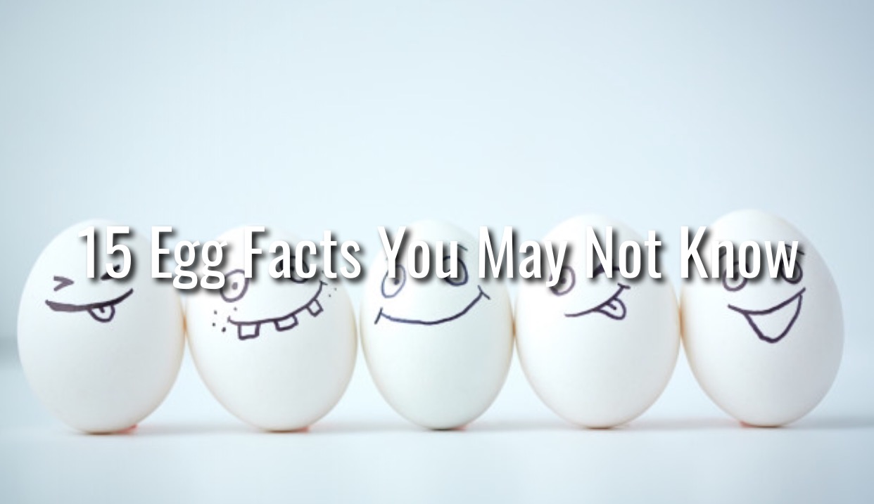15 Egg Facts You May Not Know – Sowing Seeds Homestead